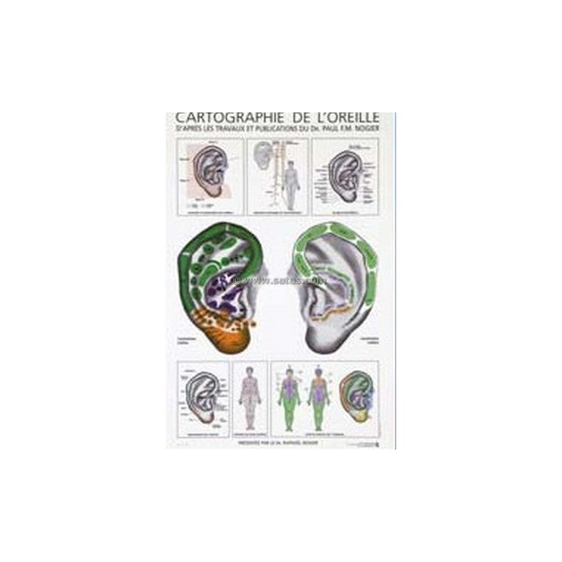 cartographie-de-l-oreille-de-nogier